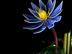 Букеты И Цветы от мастера-художника по стеклу Hans Hodo Frabel