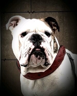 Tim Bax (bax-tim) на Ярмарке Мастеров - ручная работа, handmade